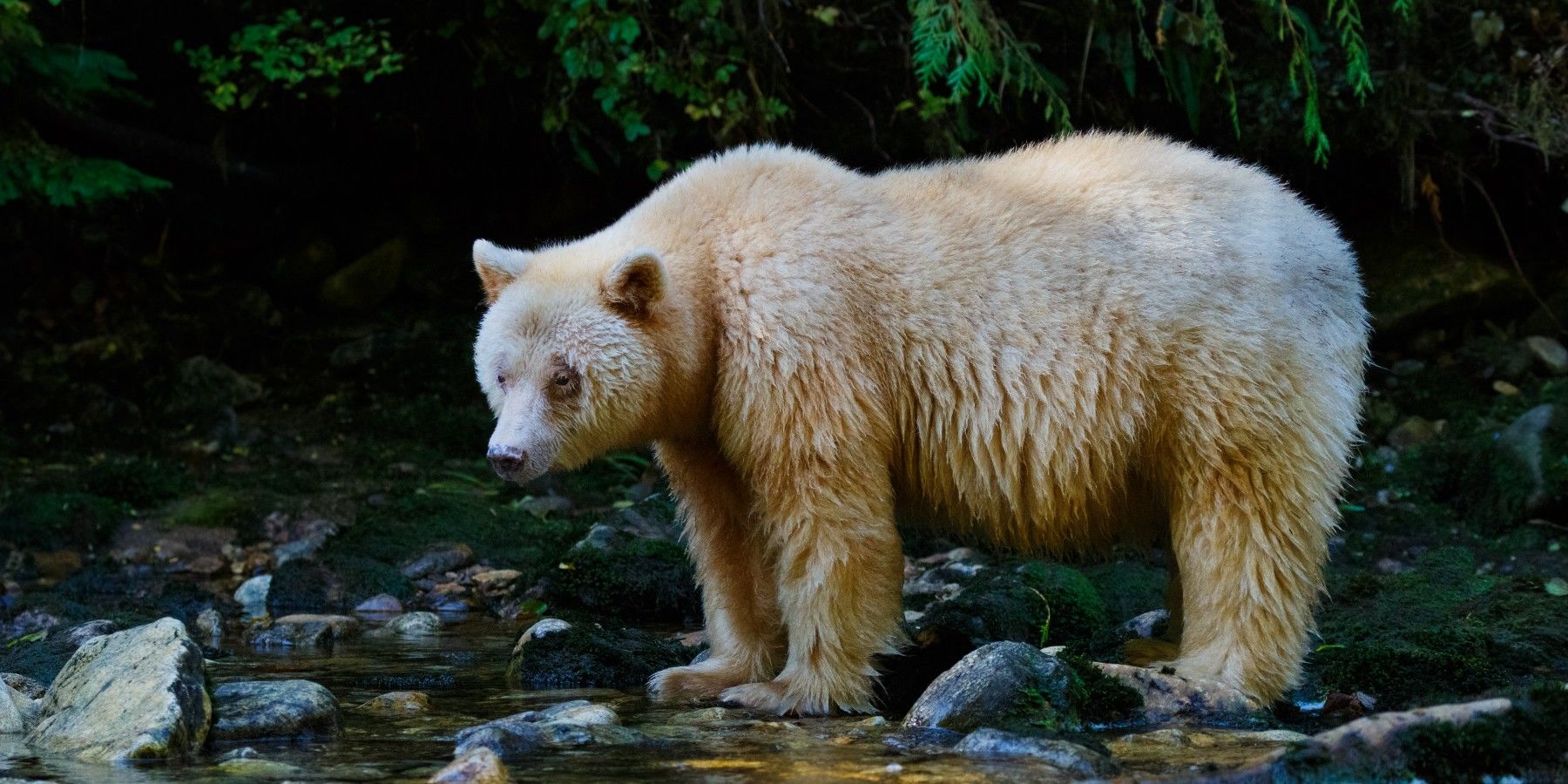 Searching For The Spirit Bear In British Columbia s Great Bear Rainforest